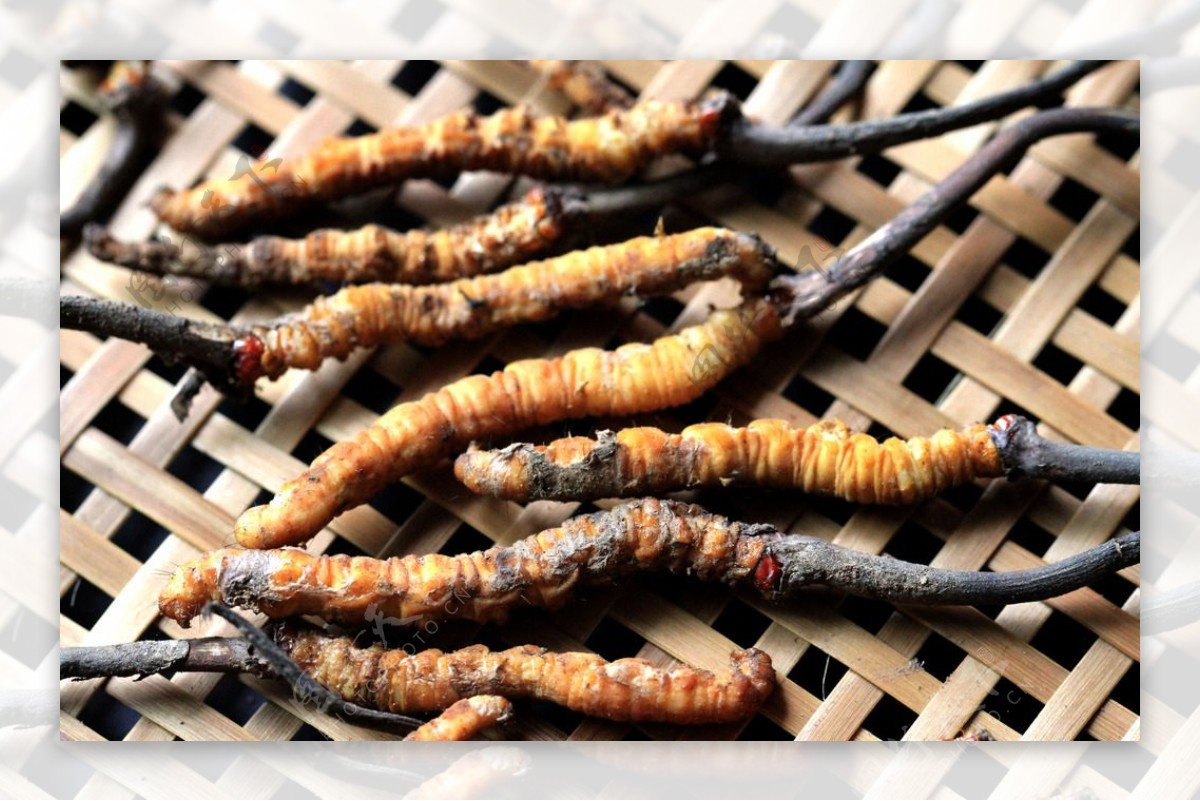 冬虫草图片素材-编号09997500-图行天下