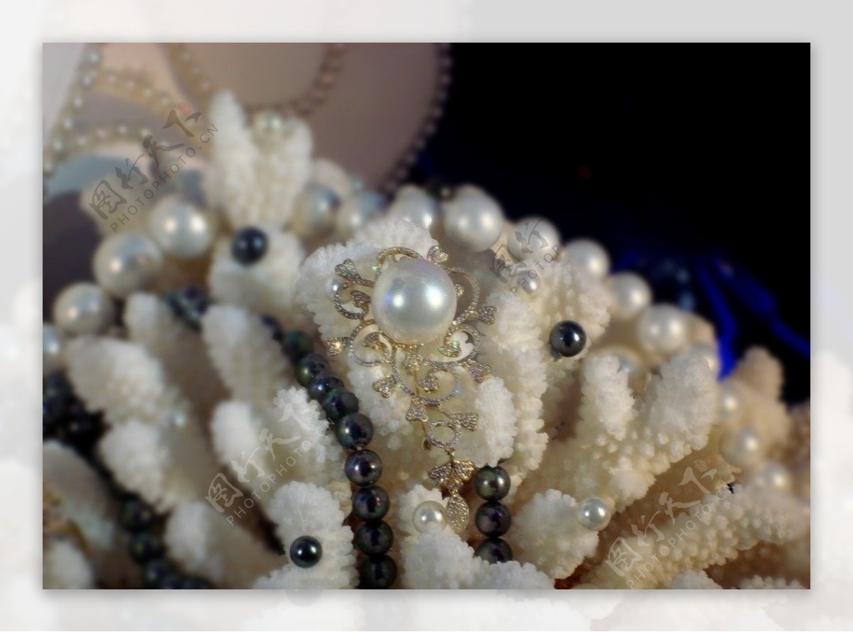 珍珠珊瑚图片素材-编号10208060-图行天下