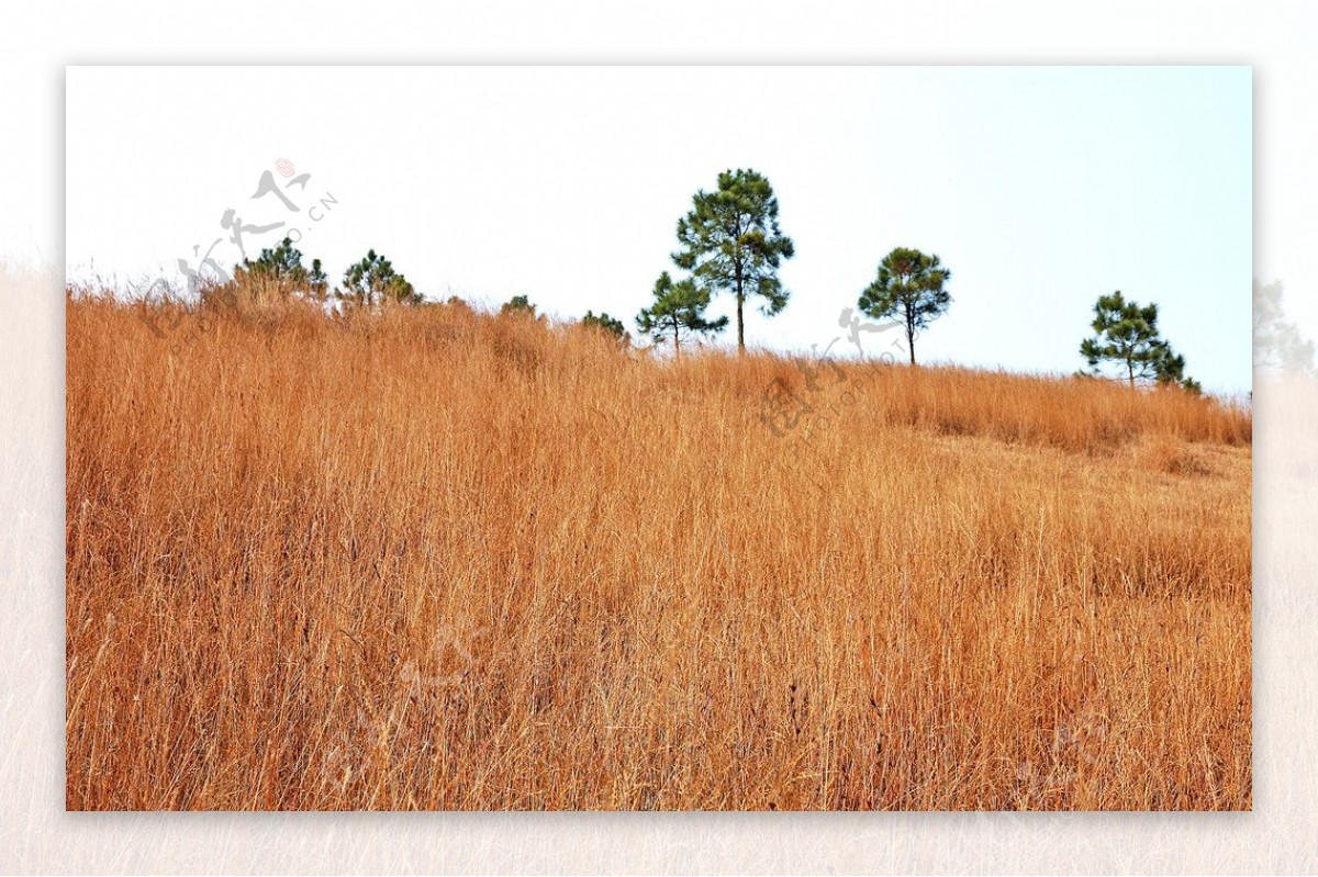 草海秋色图片素材-编号12670560-图行天下