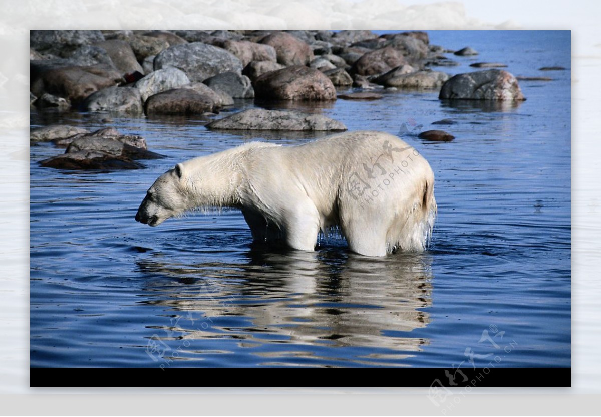 北极熊图片素材-编号13916960-图行天下