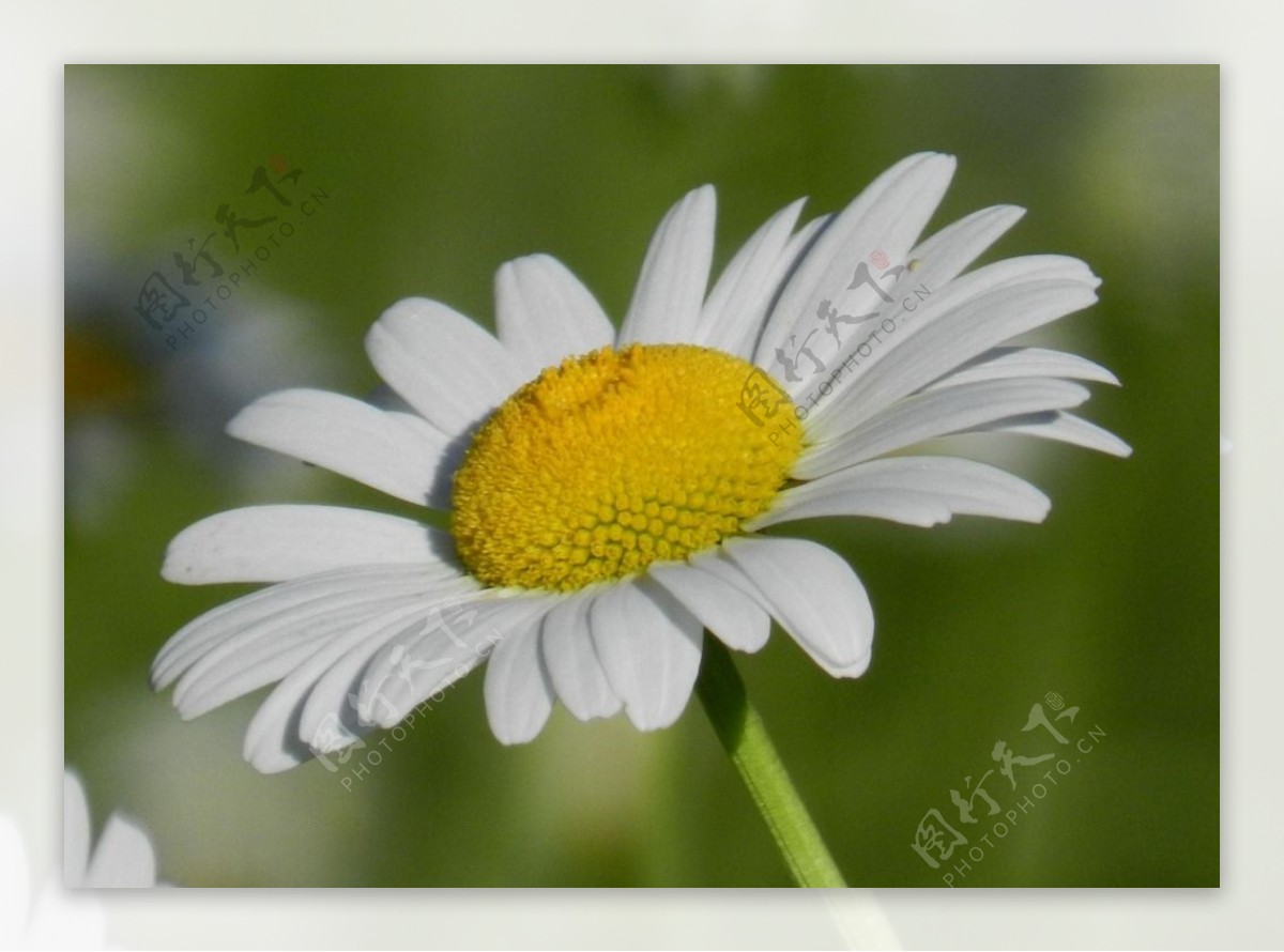 雏菊图片素材-编号14501960-图行天下