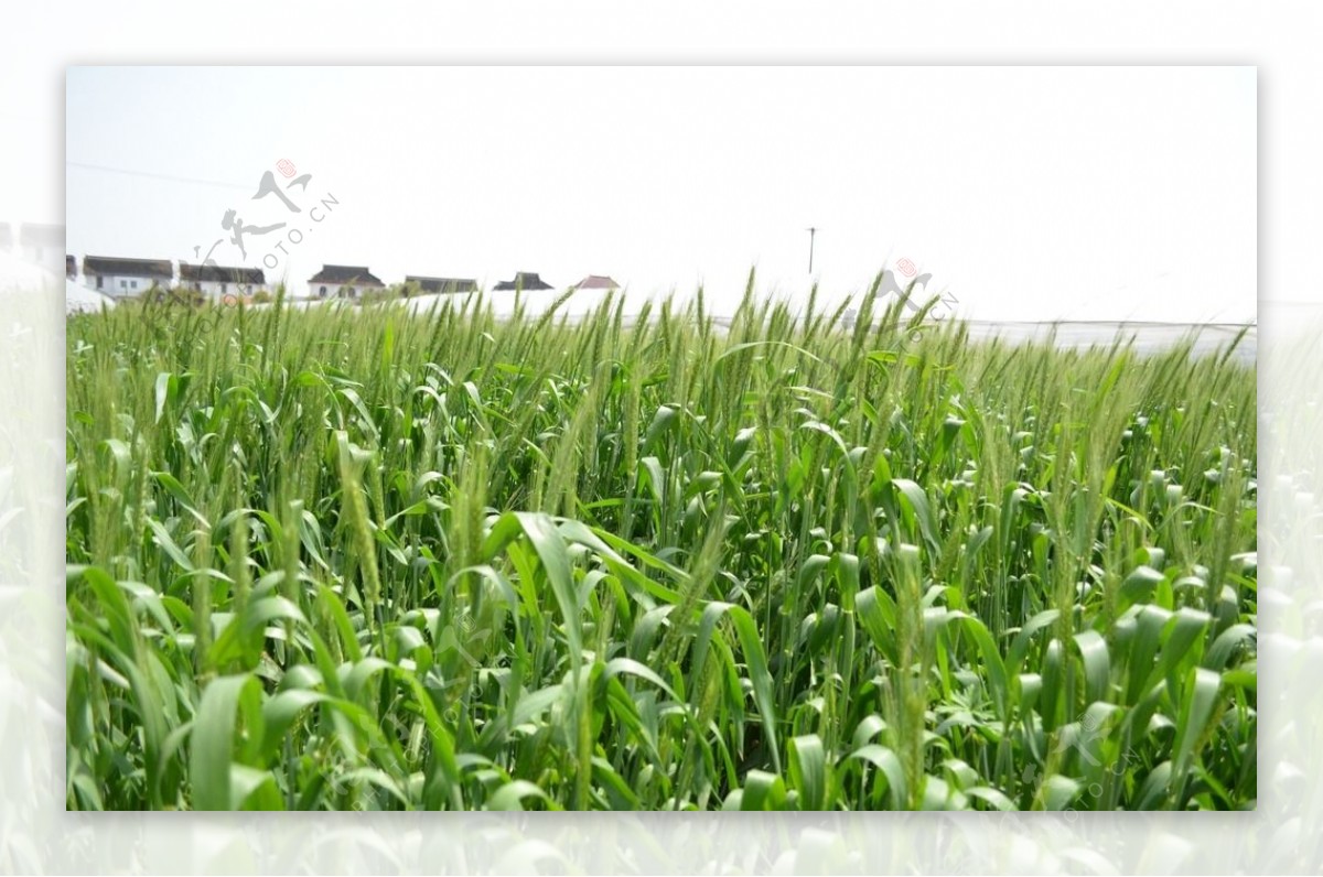 小麦图片素材-编号14524470-图行天下