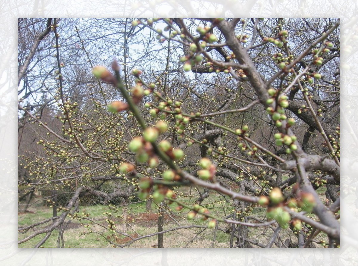 梅花山图片素材-编号15247230-图行天下