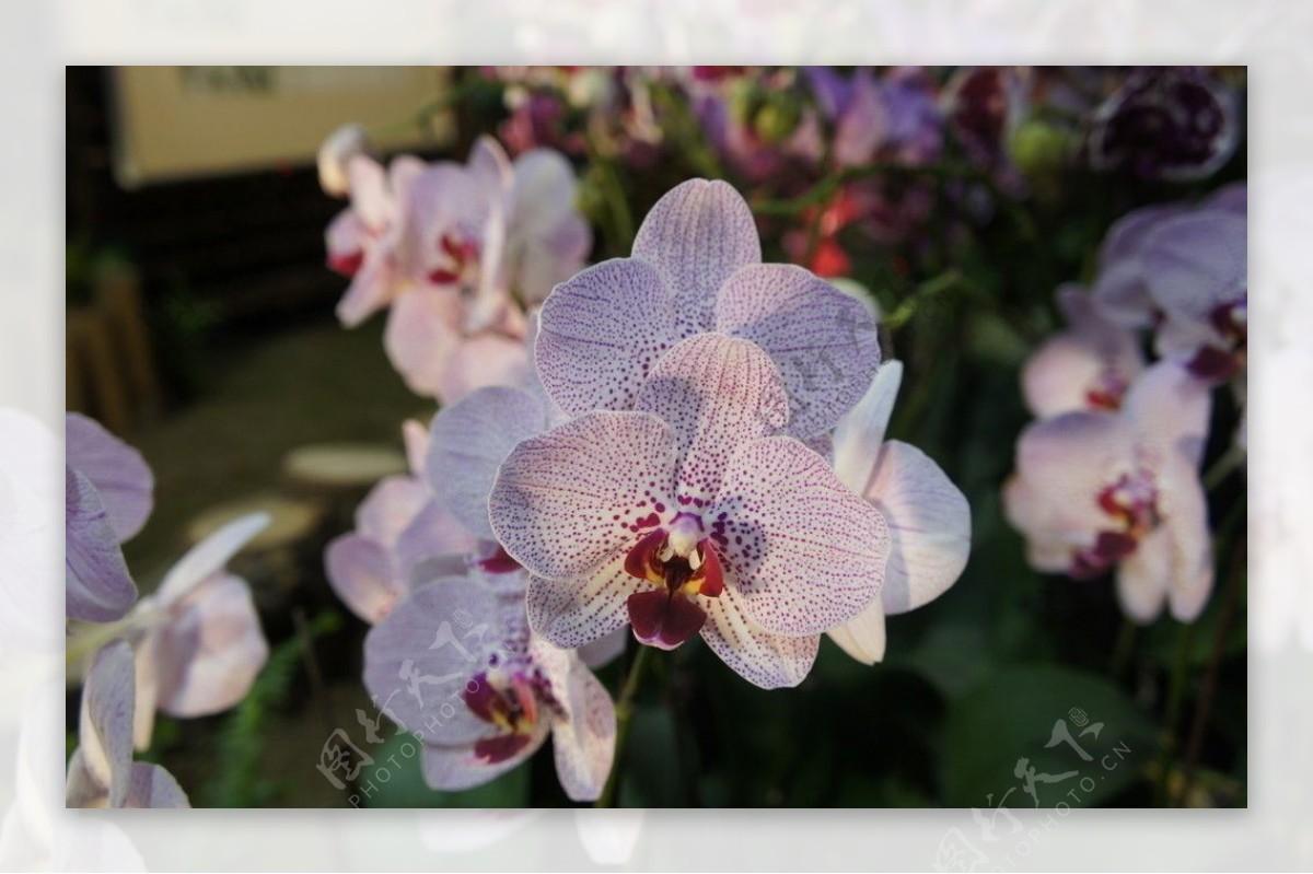 兰花图片素材-编号16553000-图行天下