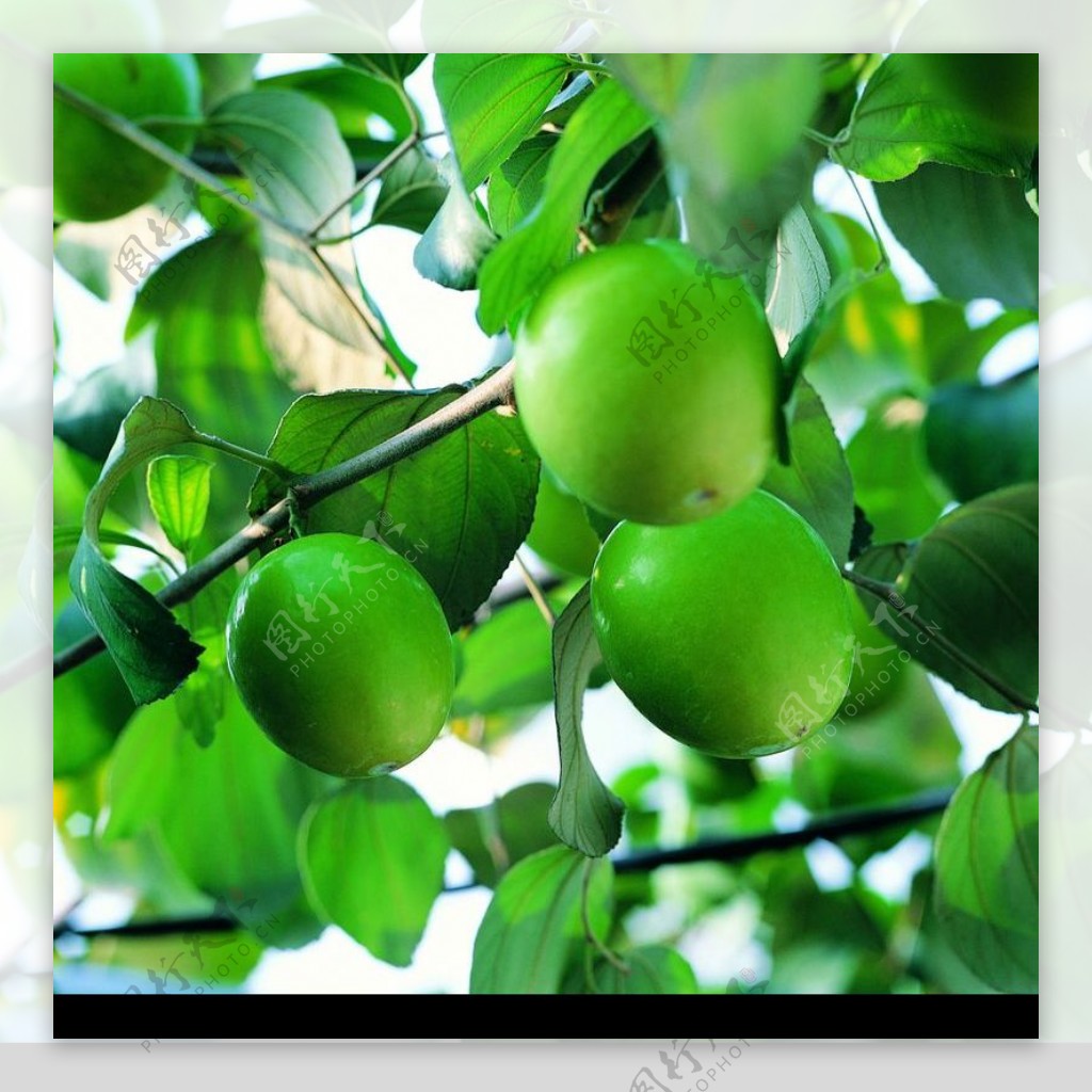 果园风光0105图片素材-编号19900230-图行天下
