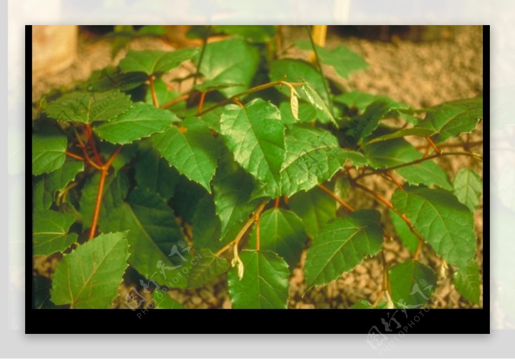 自然花草0102图片素材-编号20159490-图行天下