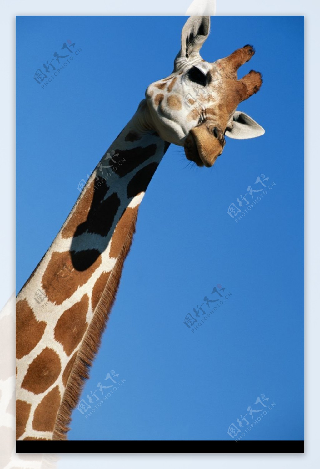 珍稀动物0132图片素材-编号20179240-图行天下