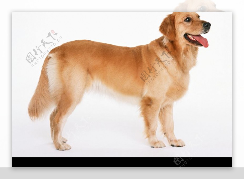 宠物之狗0048图片素材-编号20250430-图行天下