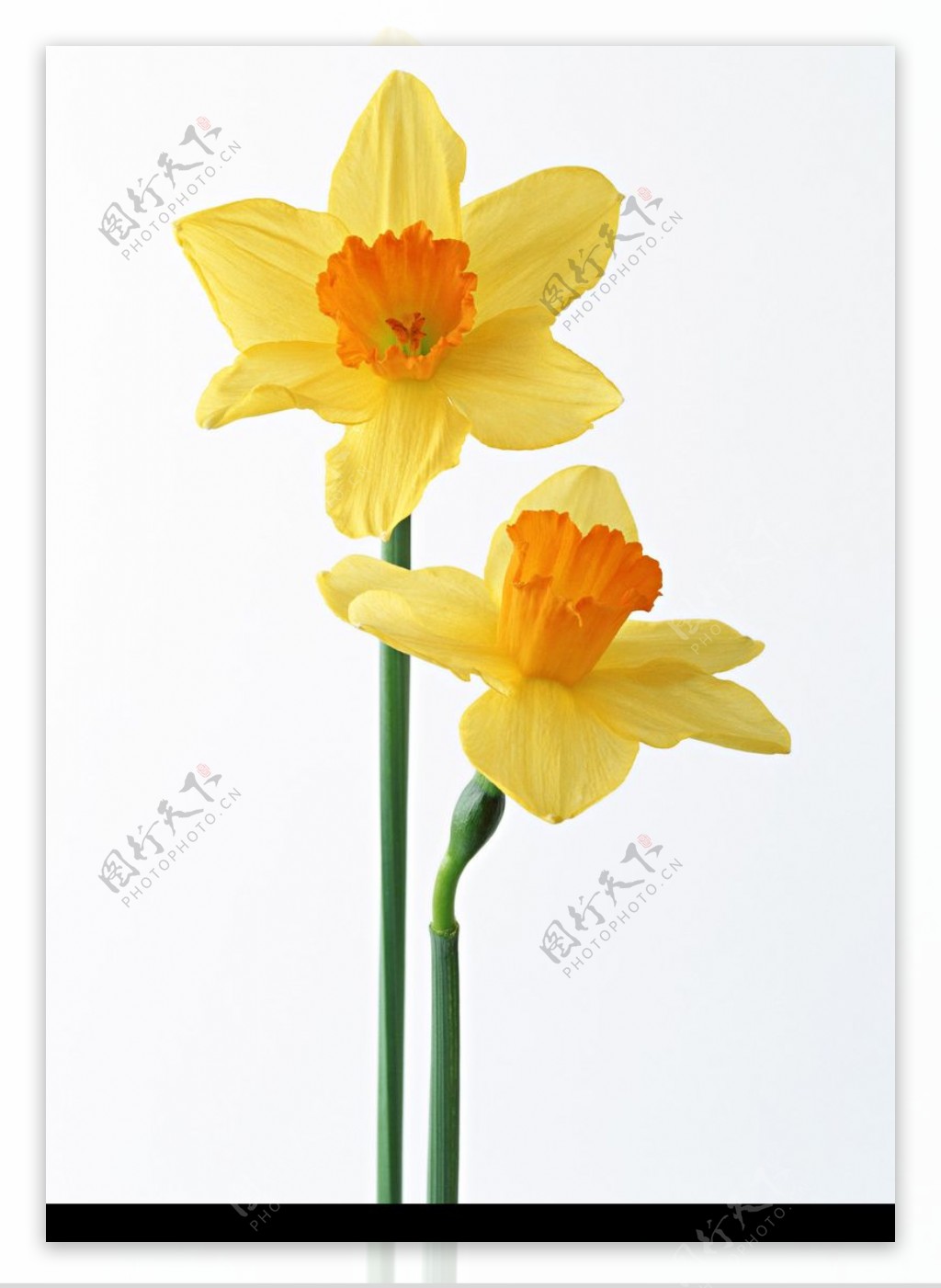 花卉造型0171图片素材-编号20276580-图行天下