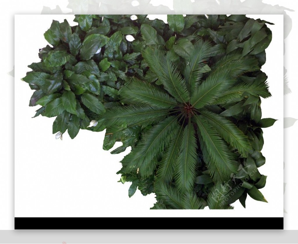 灌木0056图片素材-编号20946200-图行天下