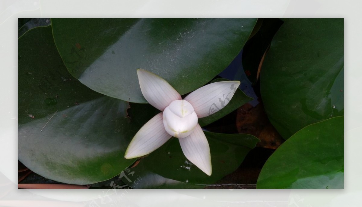 荷花碗莲图片素材-编号23730060-图行天下