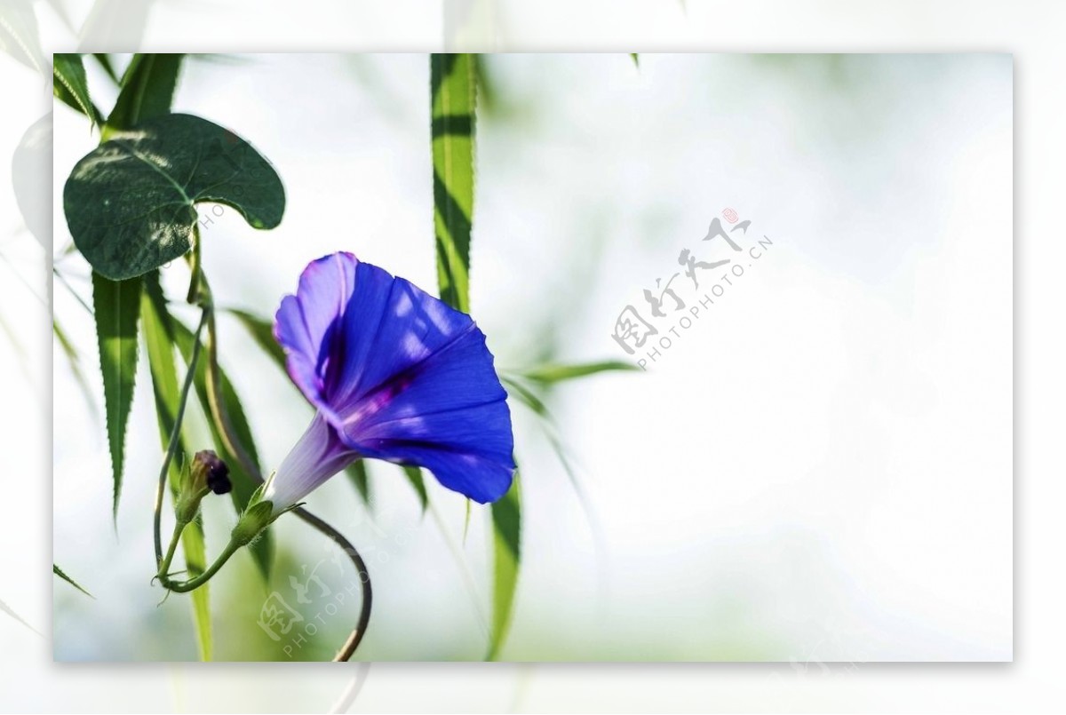 牵牛花图片素材-编号24059310-图行天下