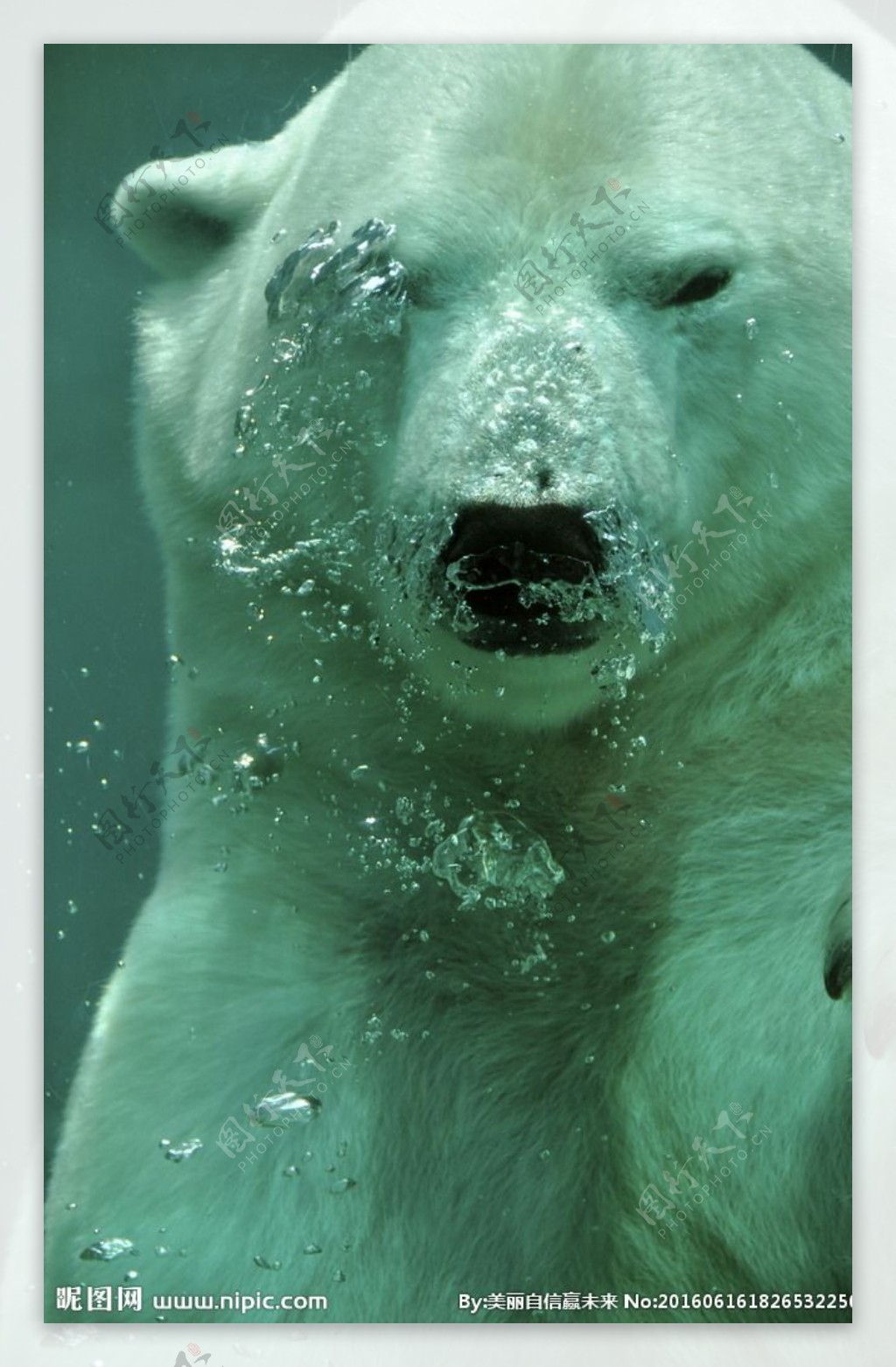 北极熊图片素材-编号24348800-图行天下