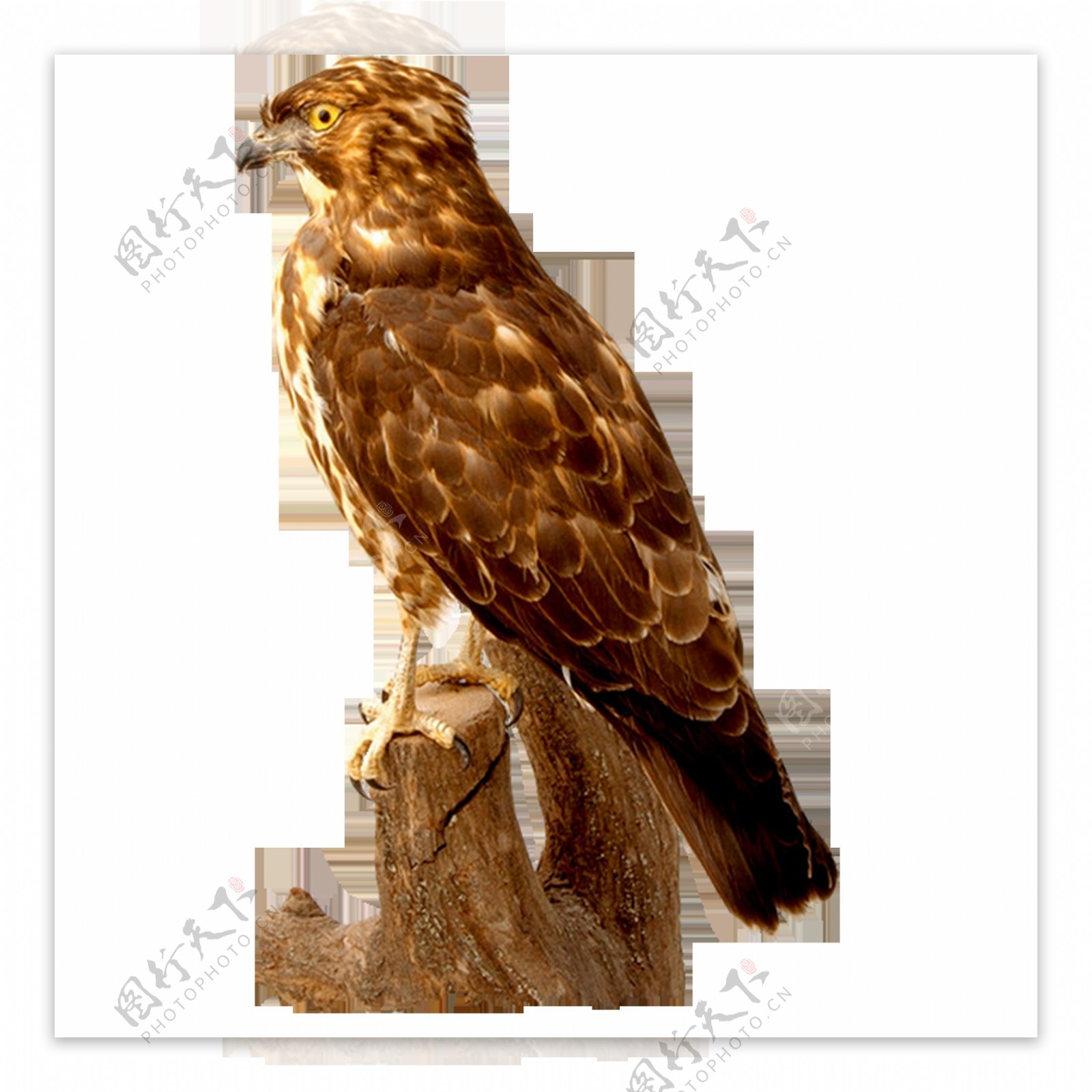 高清唯美老鹰静态图片素材-编号25132000-图行天下