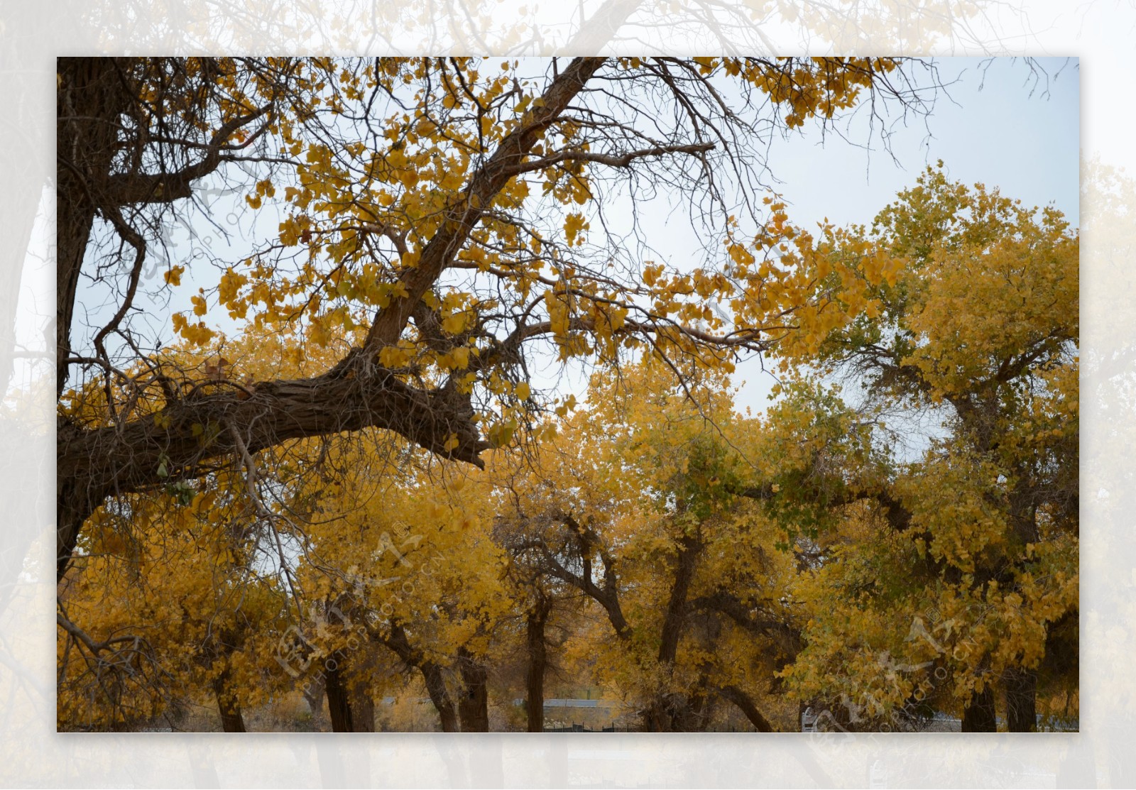 胡杨林图片素材-编号28260140-图行天下