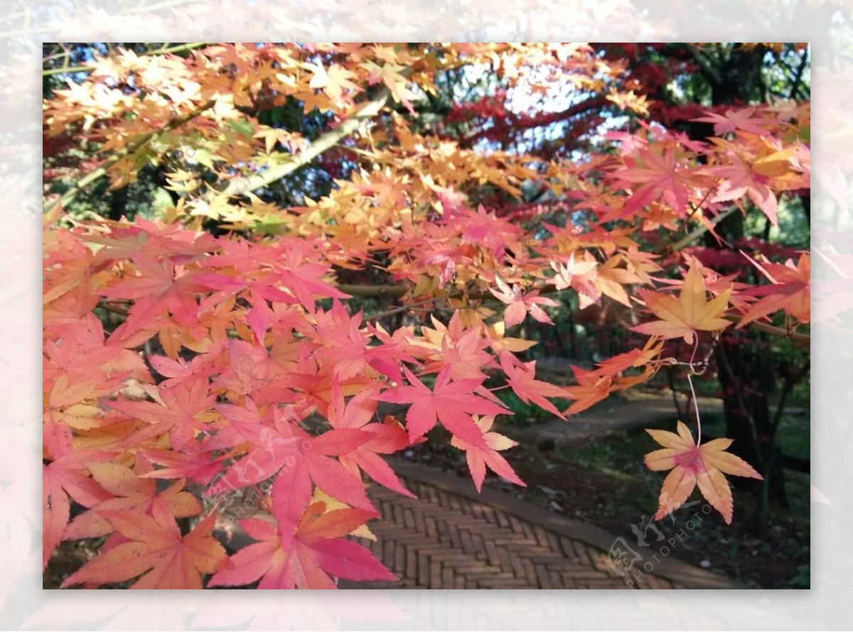 红色枫叶图片素材-编号28726820-图行天下
