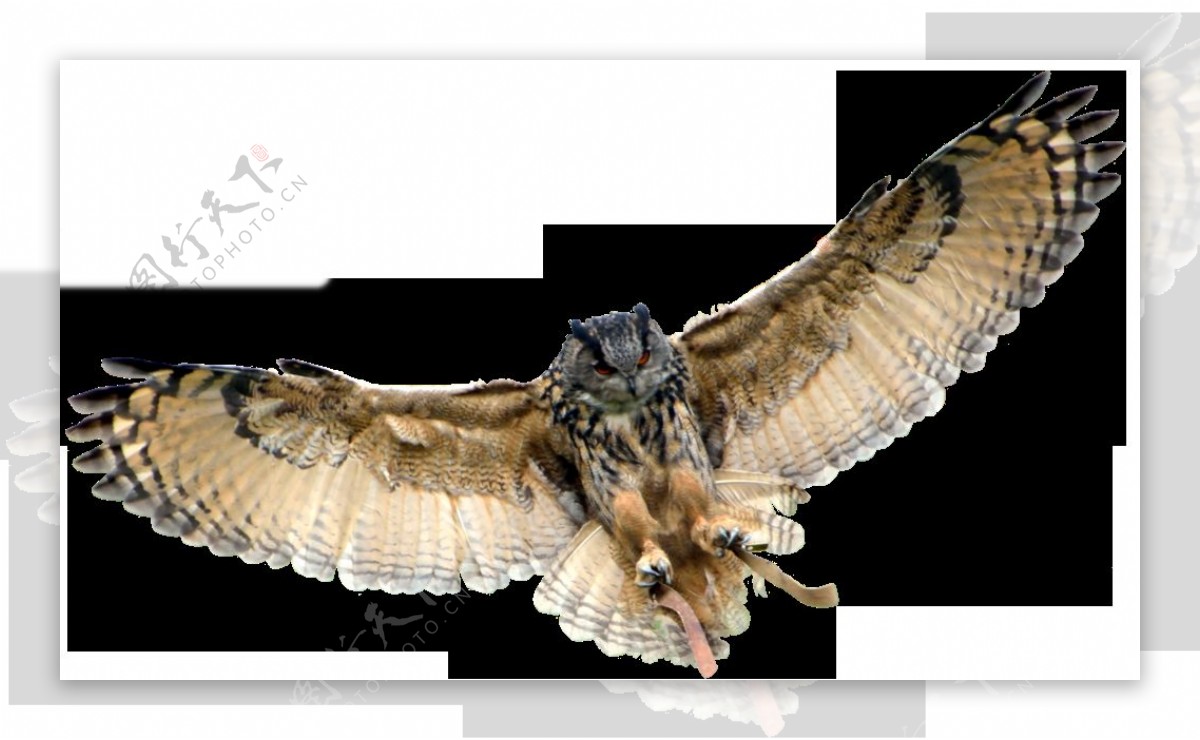 展翅飞翔的猫头鹰免抠png透明图片素材-编号29041300-图行天下