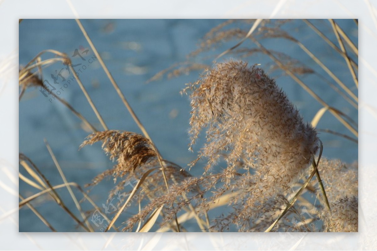 颐和园芦花图片素材-编号29540130-图行天下