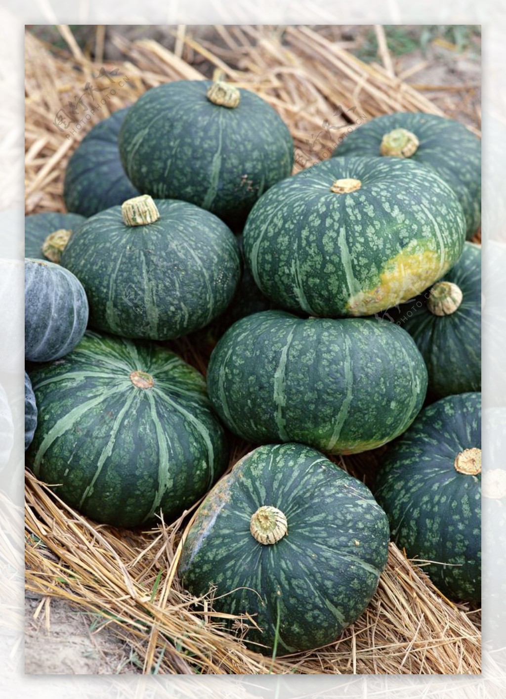 南瓜图片素材-编号30264000-图行天下