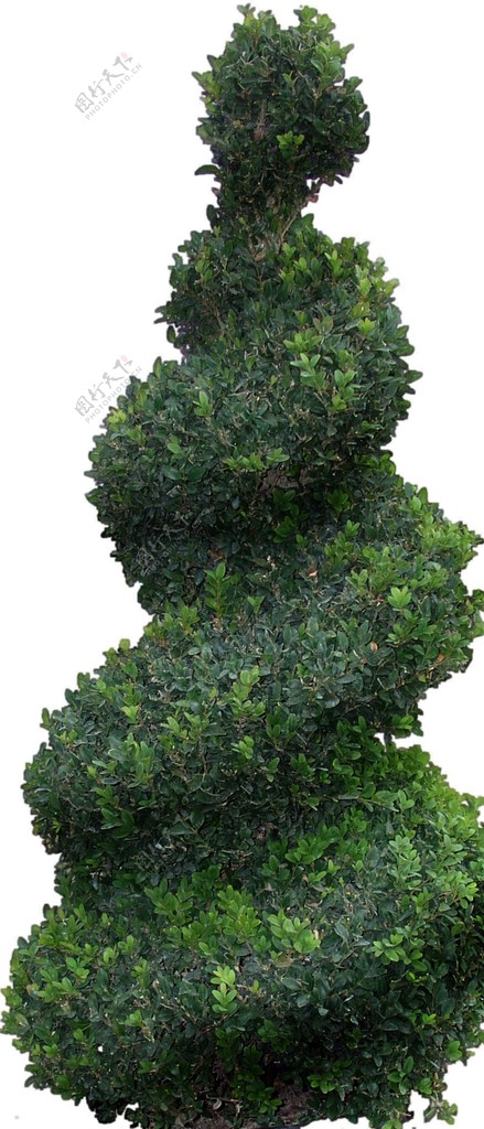 植物图片素材-编号30720130-图行天下