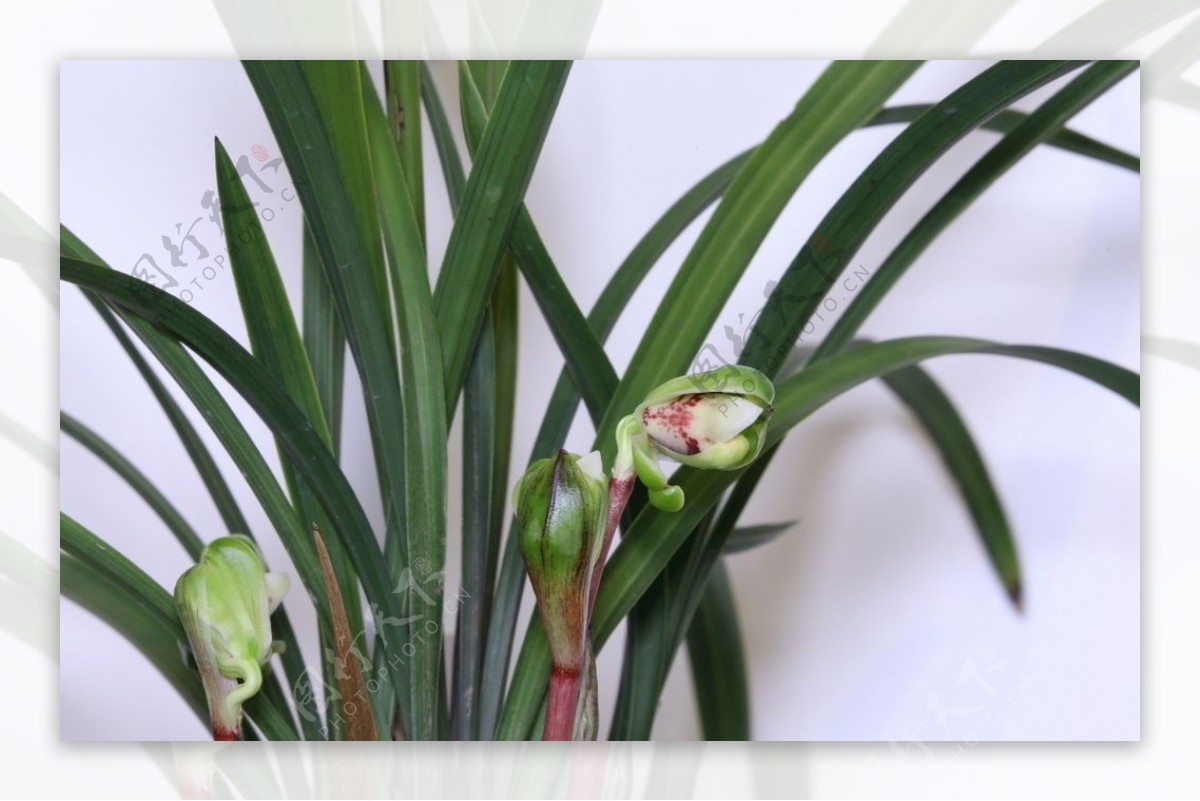 兰花图片素材-编号32216800-图行天下