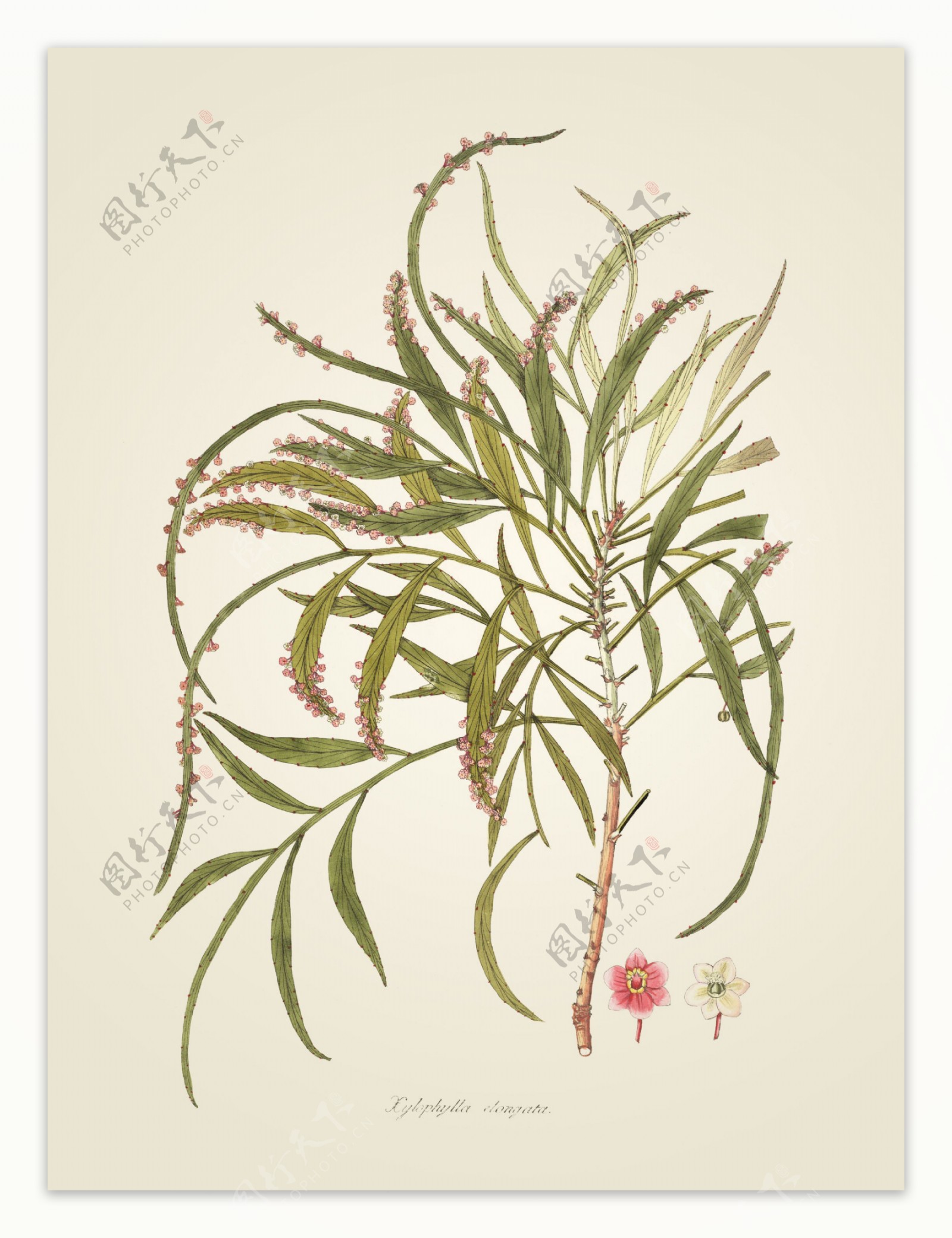 植物根茎叶分解图片素材-编号33135540-图行天下