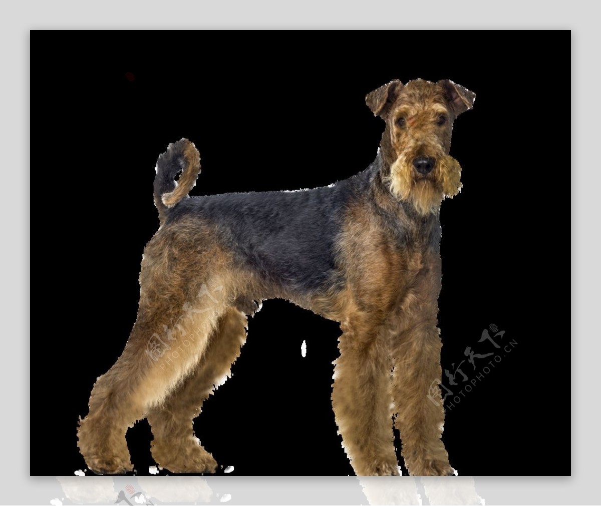 宠物狗高清抠图图片素材-编号33474700-图行天下