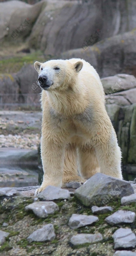 北极熊图片素材-编号40009970-图行天下