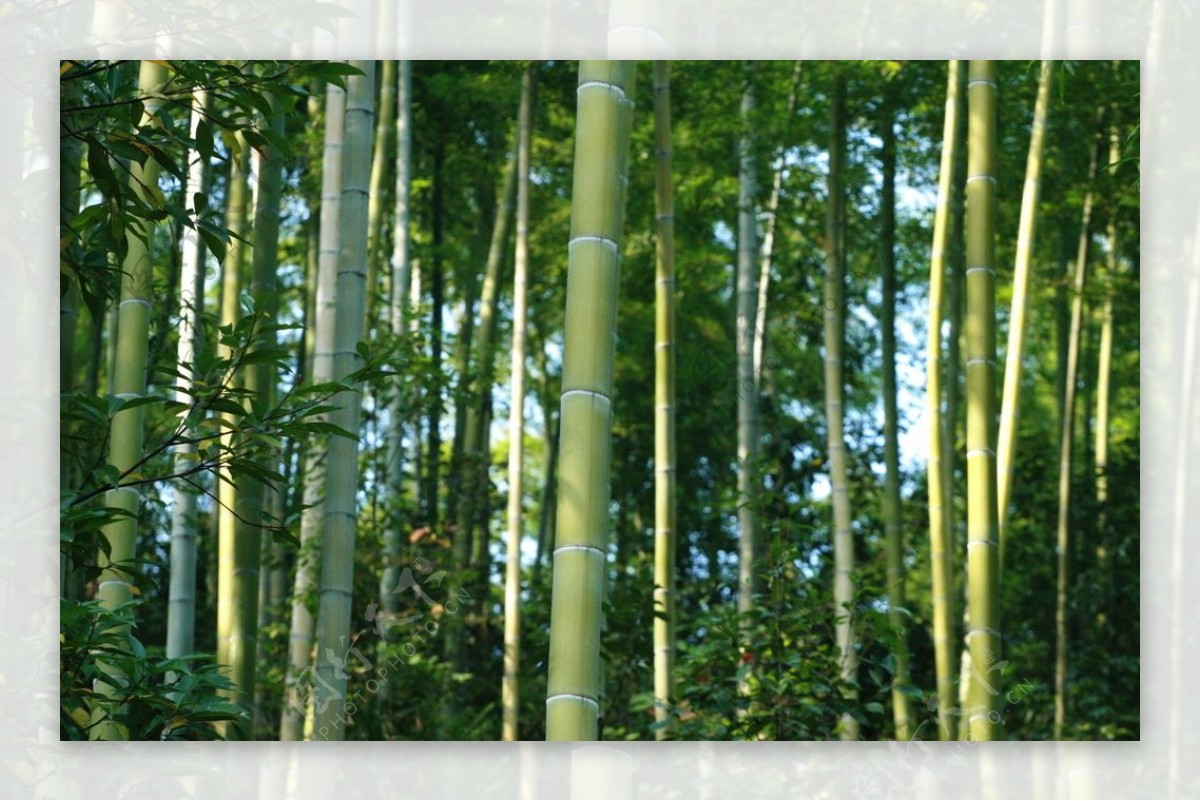竹子图片素材-编号40059900-图行天下